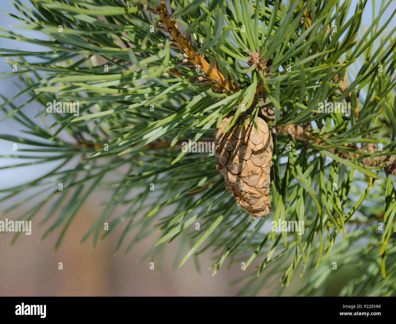 A single pine hanging from a branch Stock Photo - Alamy