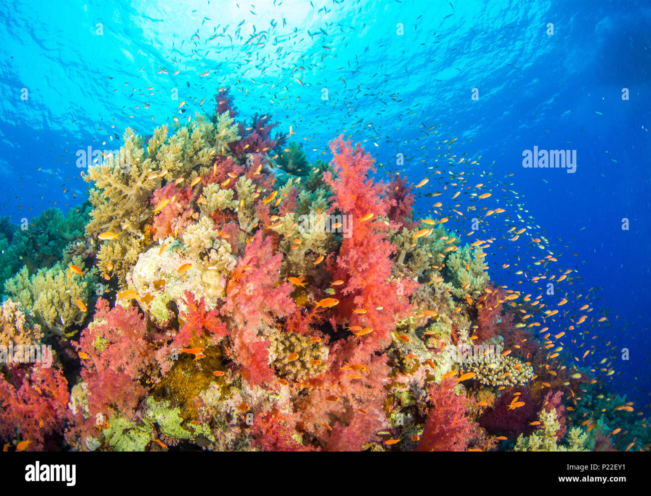 Colourful fish caribbean hi-res stock photography and images - Alamy
