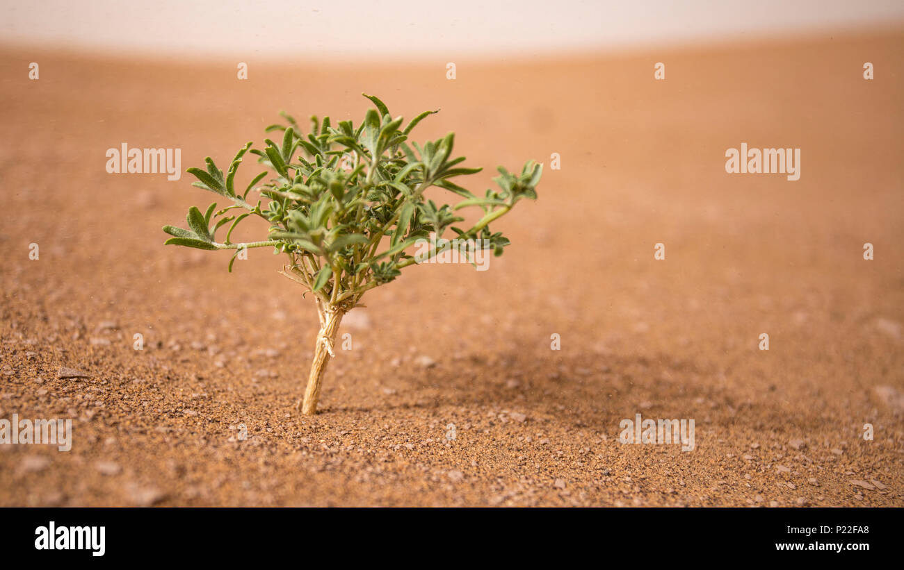 Morocco, Erg Chigaga, plant in the Sahara desert Stock Photo - Alamy
