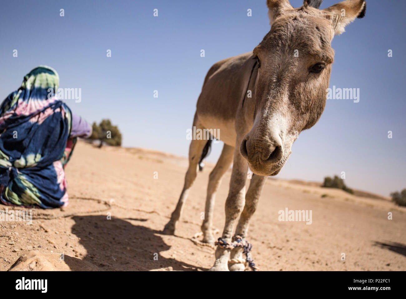 Sahara desert donkey camel hi-res stock photography and images - Alamy