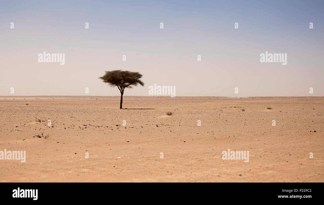 Single tree of desert hi-res stock photography and images - Alamy