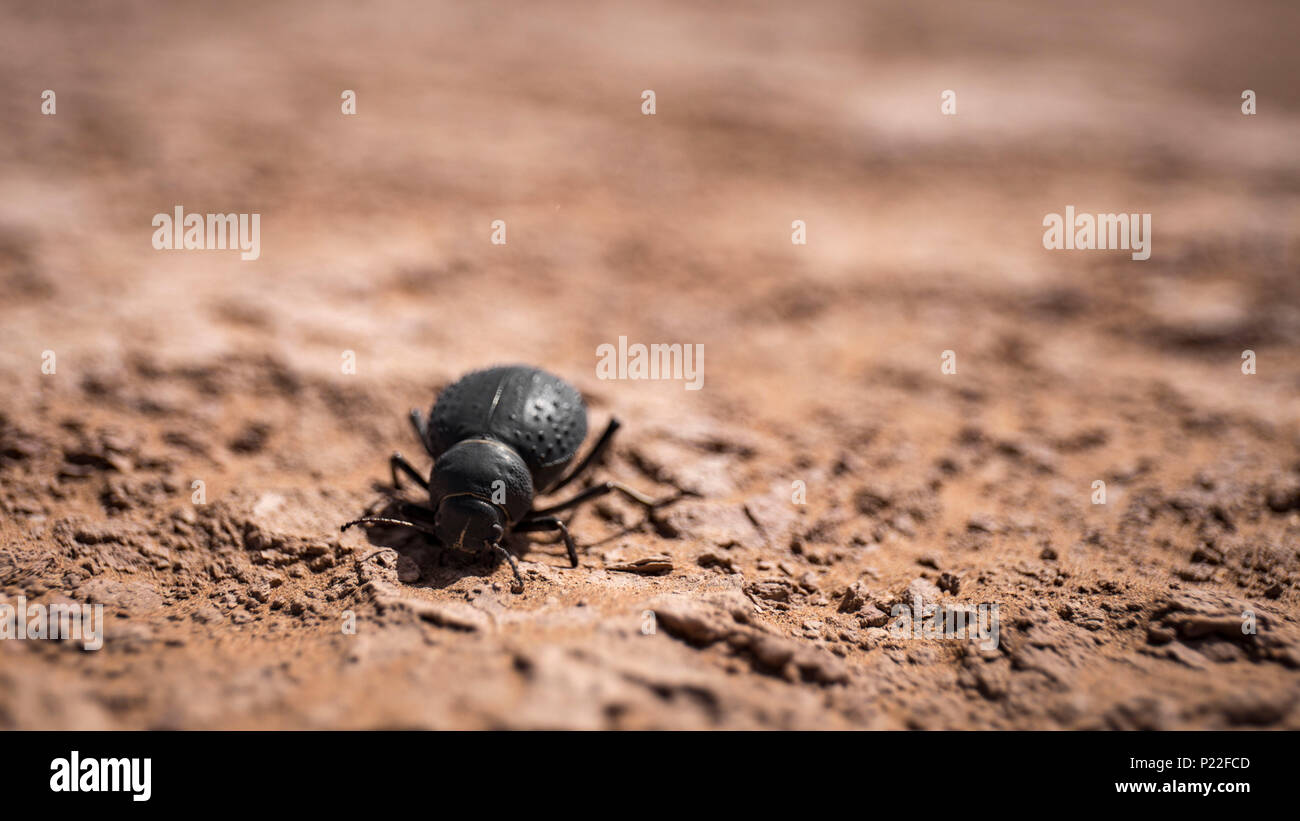 Sahara desert animal hi-res stock photography and images - Alamy