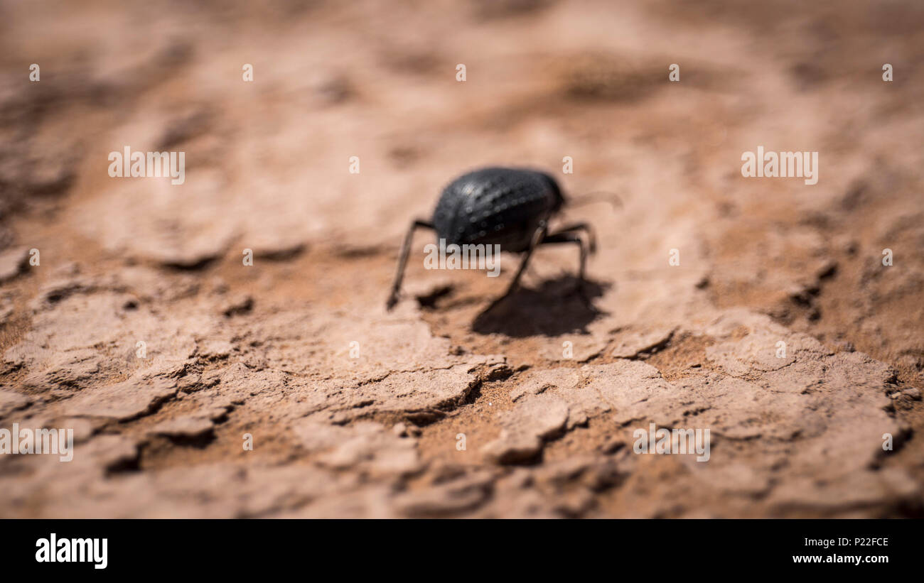 Morocco, Erg Chigaga, beetle in the Sahara desert Stock Photo - Alamy