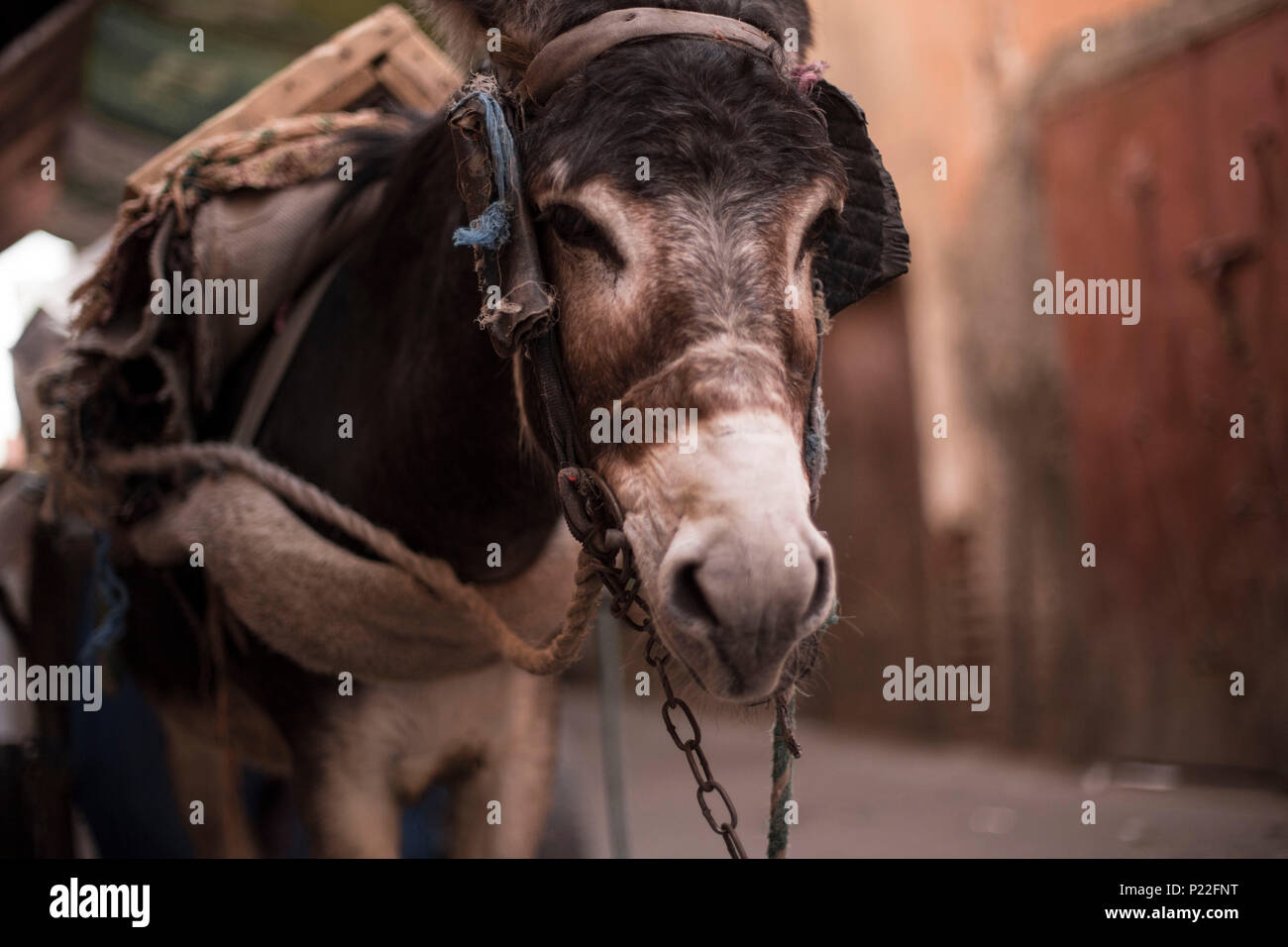 Morocco, Marrakech, pack animal, donkey Stock Photo - Alamy