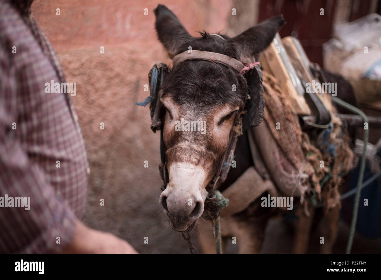 Pack donkey hi-res stock photography and images - Alamy