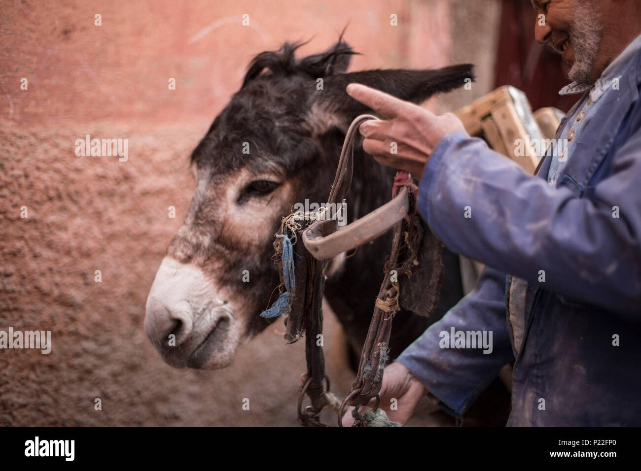 Morocco, Marrakech, pack animal, donkey Stock Photo - Alamy