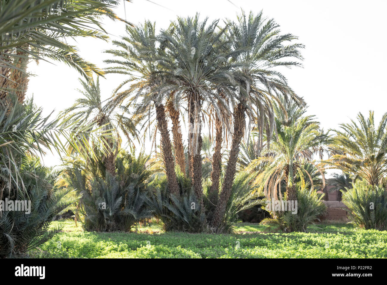 Morocco, Agdz, route along road N9, palm trees Stock Photo - Alamy
