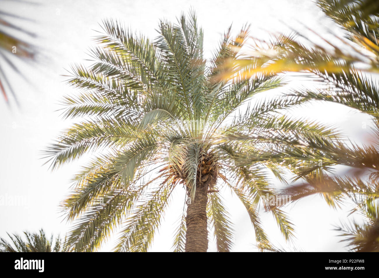 Morocco, Agdz, route along road N9, date palms (date trees Stock Photo ...