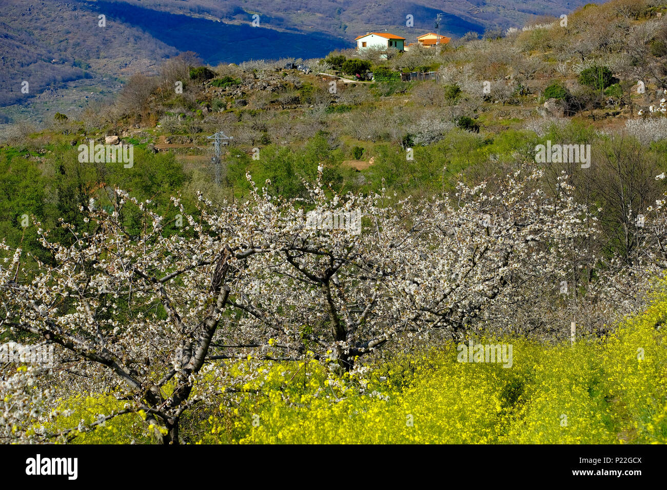 Jerte valley spain cherry blossom hi-res stock photography and images ...