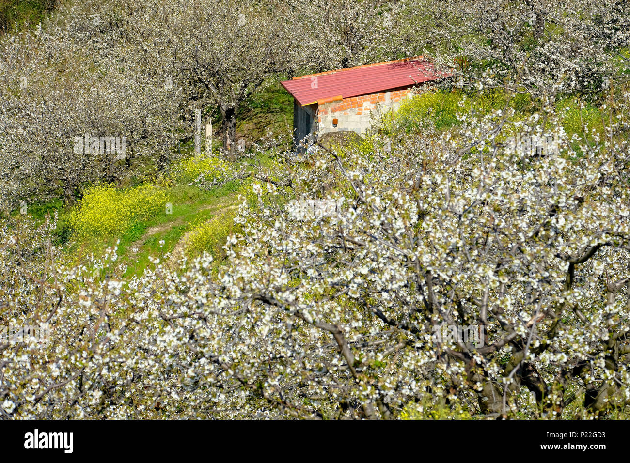 Jerte valley spain cherry blossom hi-res stock photography and images ...
