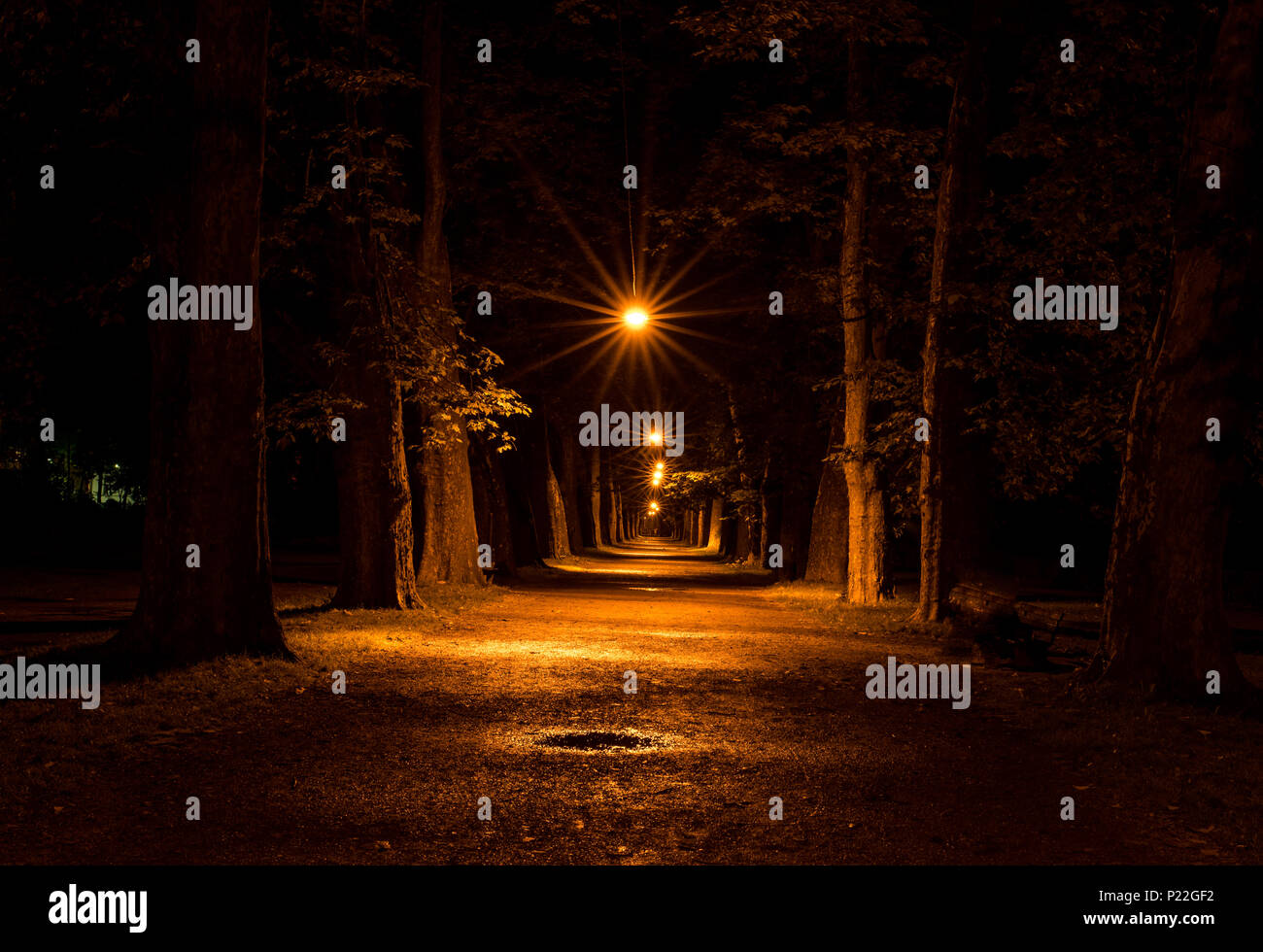 Night road on dark forest hi-res stock photography and images - Alamy