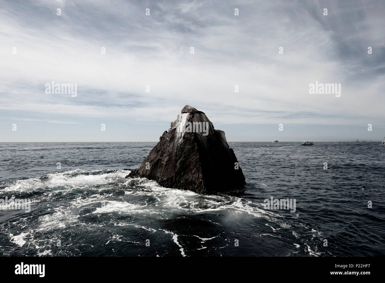 Sea wolf in the coastline of Cabo San Lucas in Baja California Sur in ...