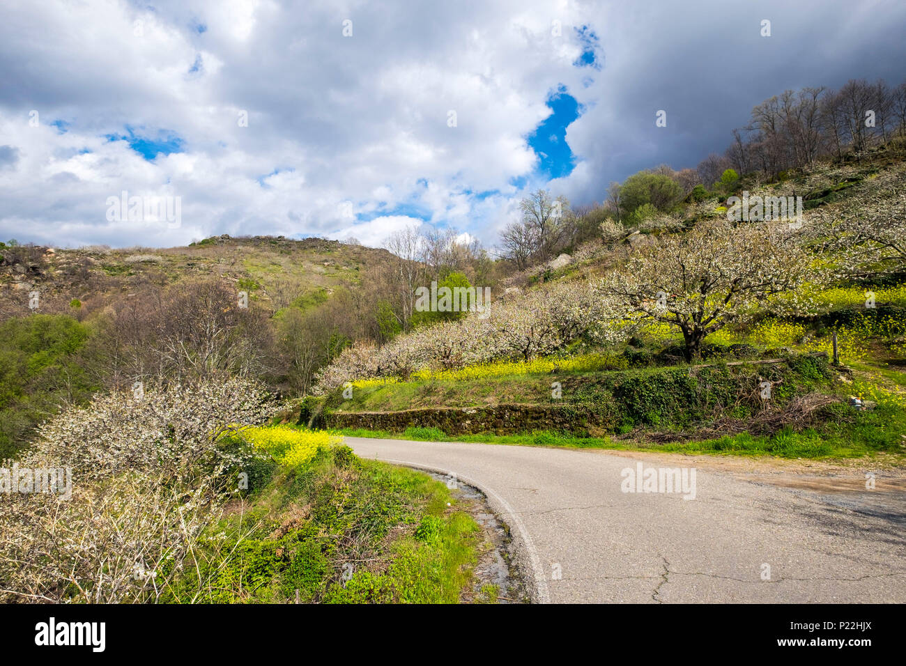 Road in the Jerte Valley at the time of flowering of the cherry trees ...