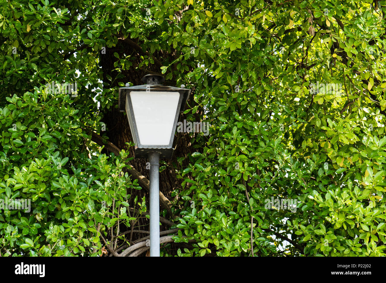 street light pole surrounded by a green tree with leaves Stock Photo ...