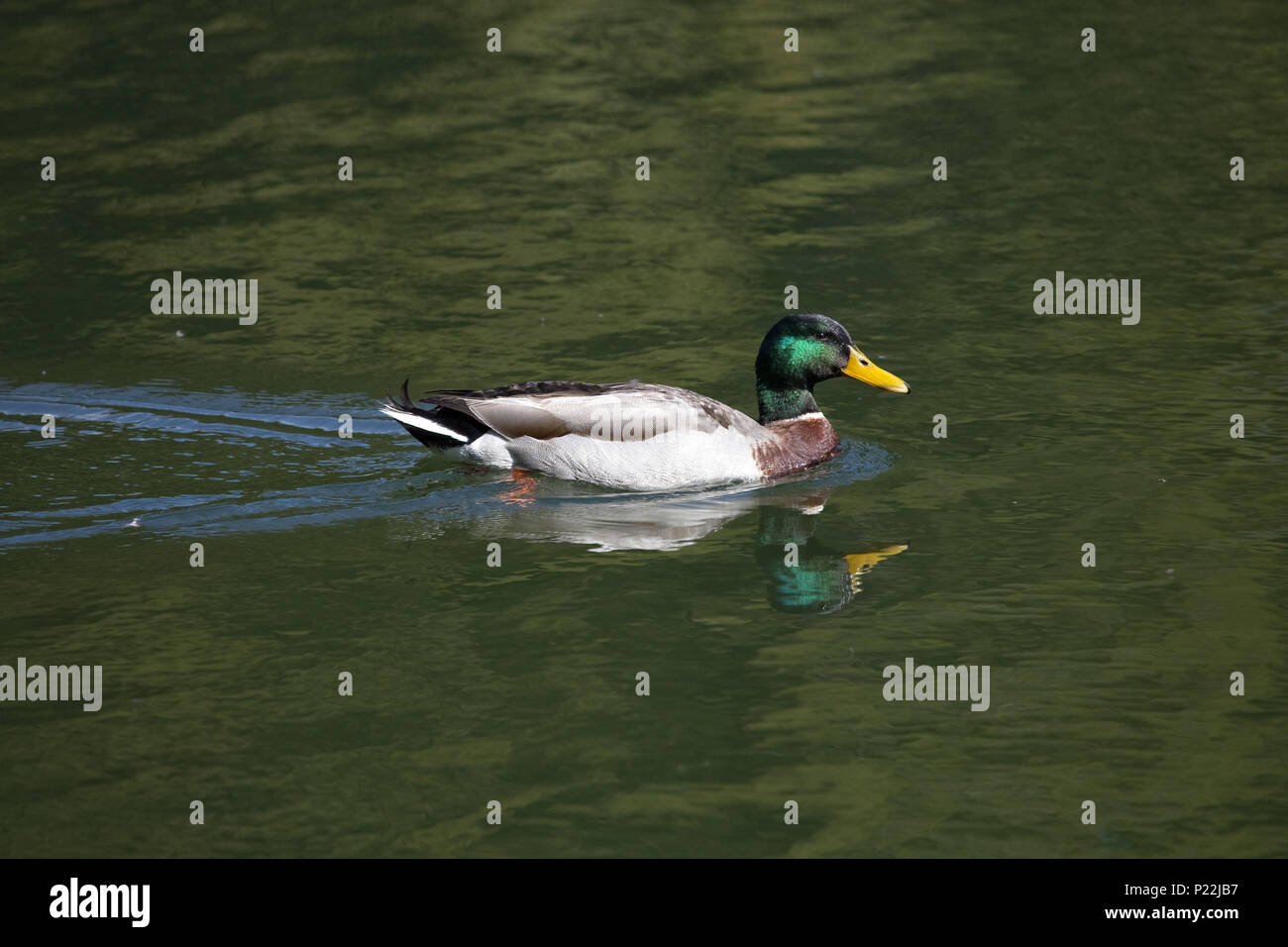 Duck in the water Stock Photo - Alamy