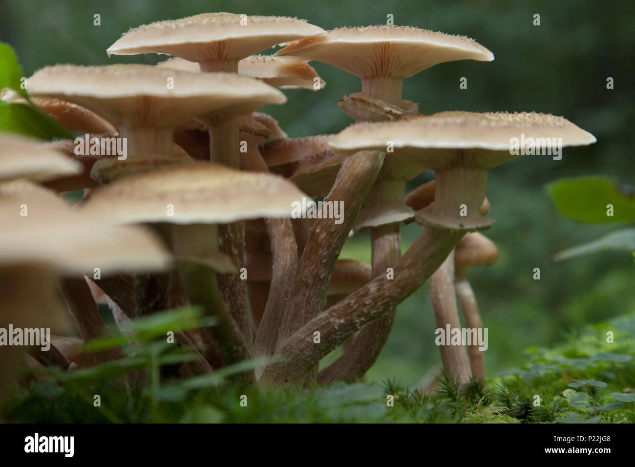Brown fungi, Germany Stock Photo - Alamy