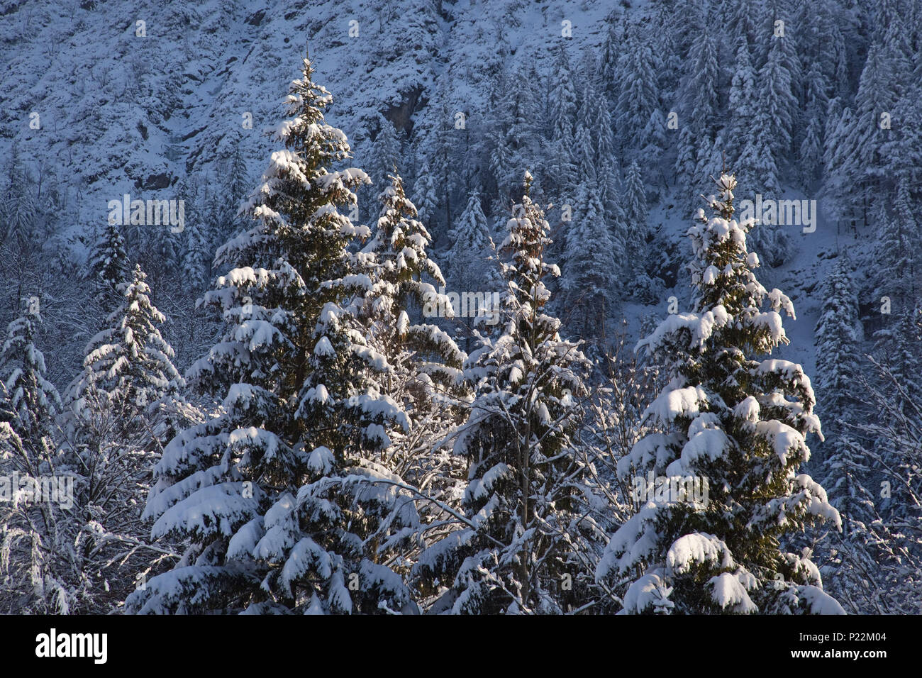 Winter in the mountains, Kochel am See, Jochberg, Upper Bavaria ...