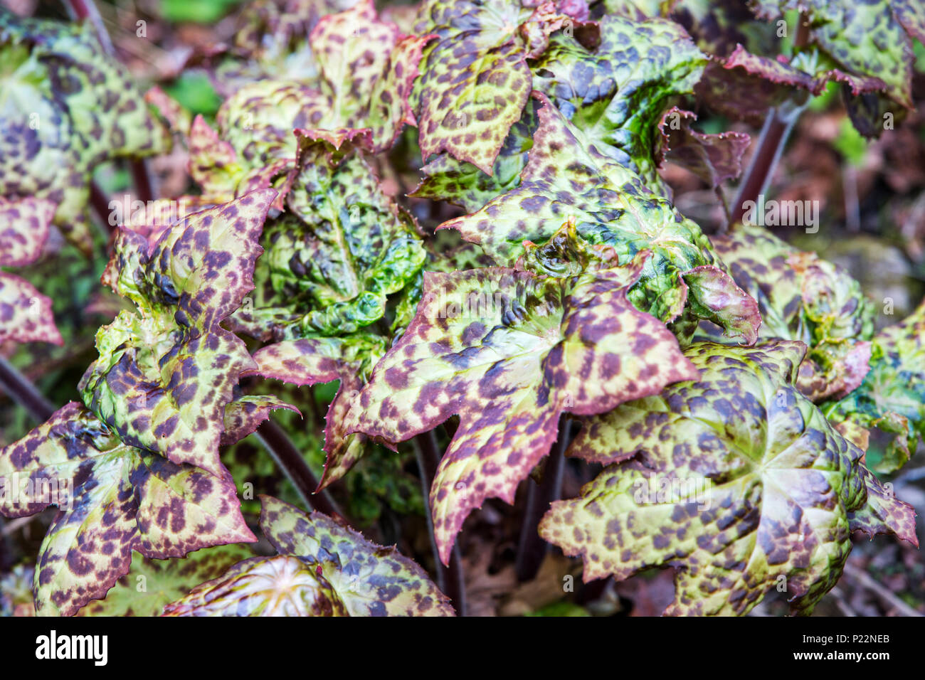 A Spotty Dotty, Podophyllum versipelle plant Stock Photo - Alamy
