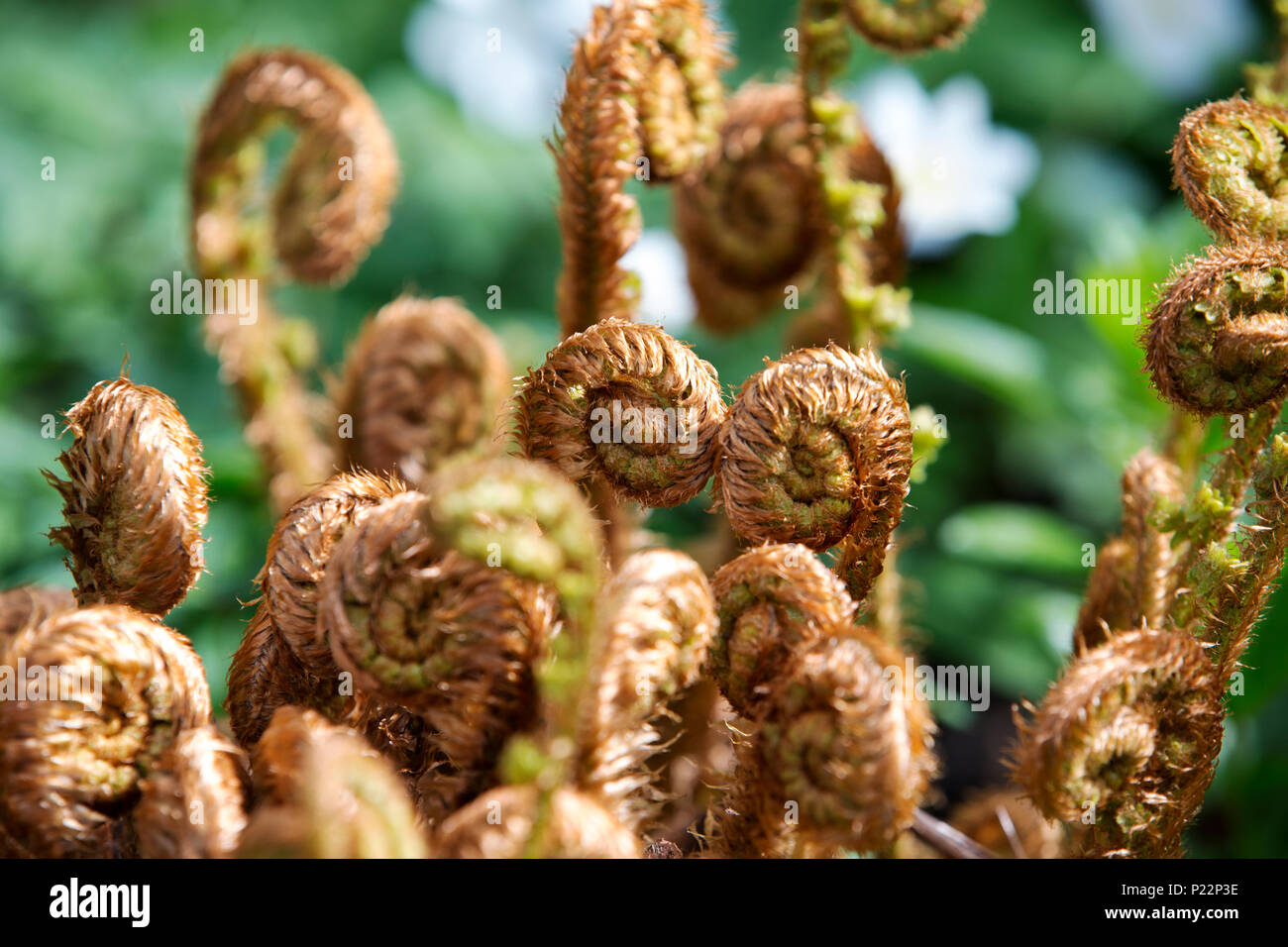 Ferns unfurling in Spring, Windermere, UK Stock Photo - Alamy
