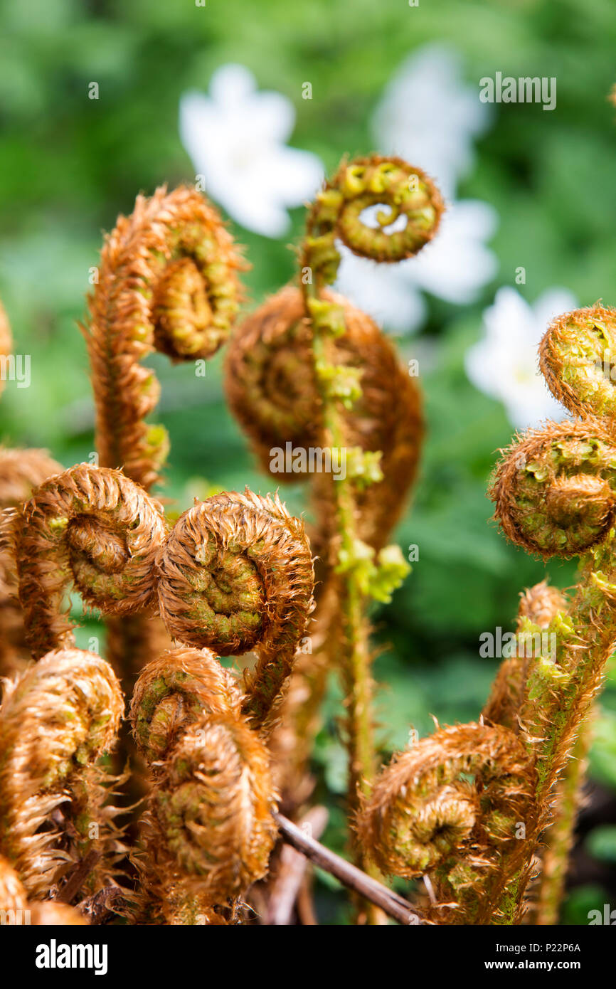 Unfurling gardens hi-res stock photography and images - Alamy