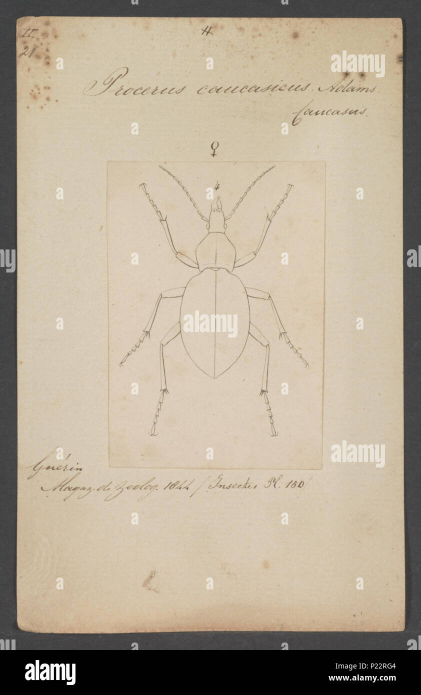 Procerus hi-res stock photography and images - Alamy