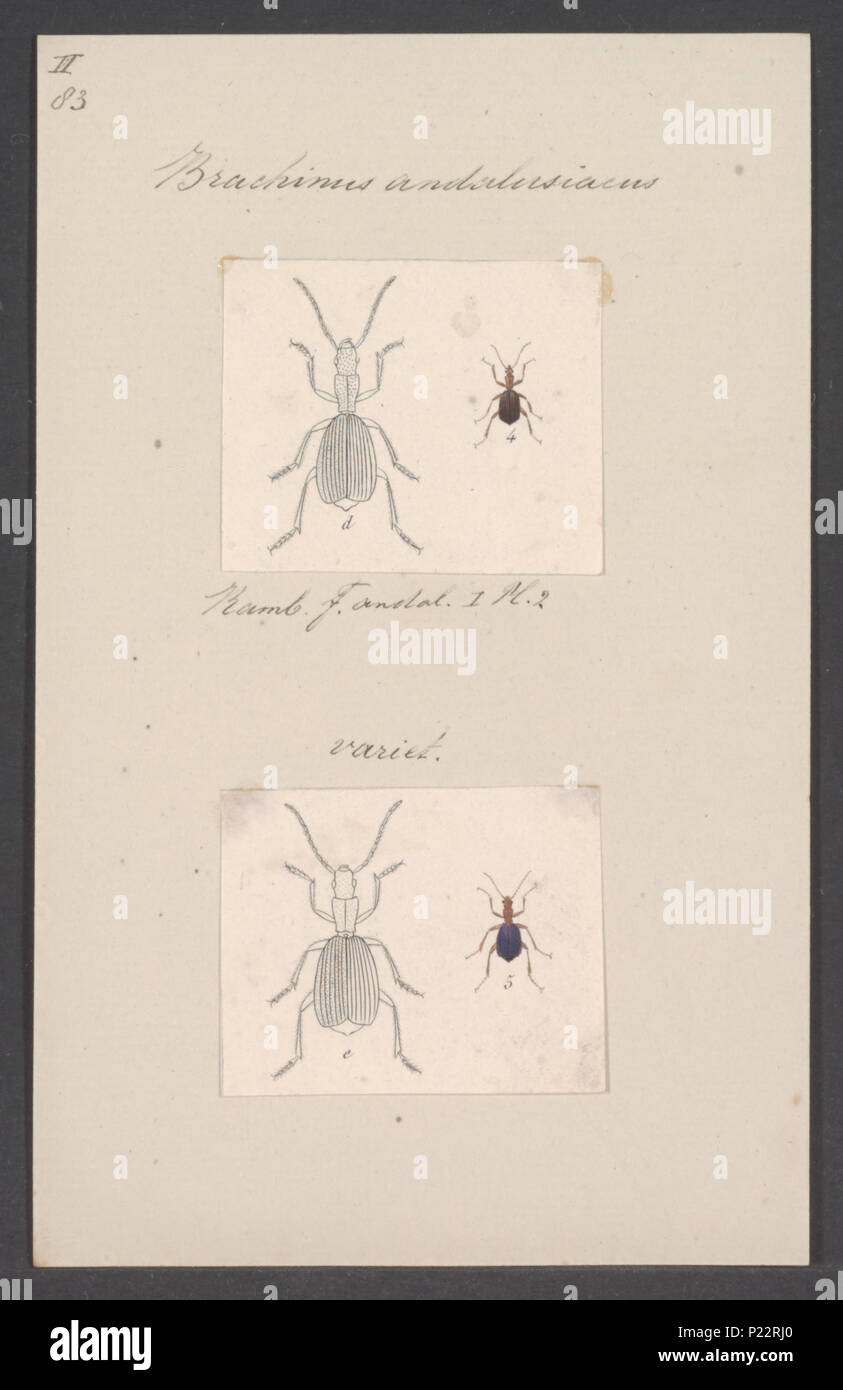 . Brachinus 43 Brachinus - Print - Iconographia Zoologica - Special ...