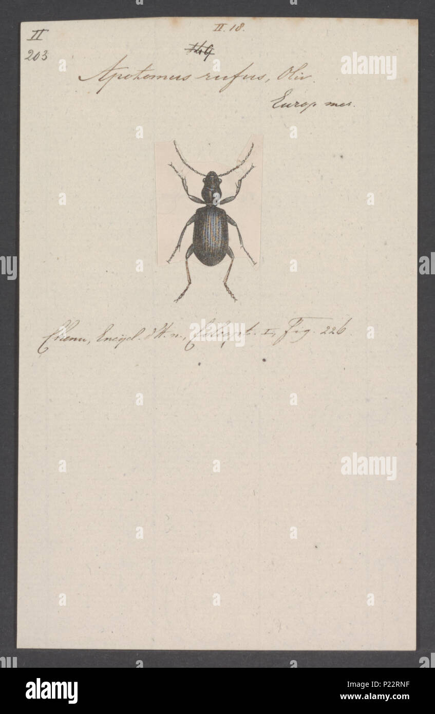 Apotomus hi-res stock photography and images - Alamy