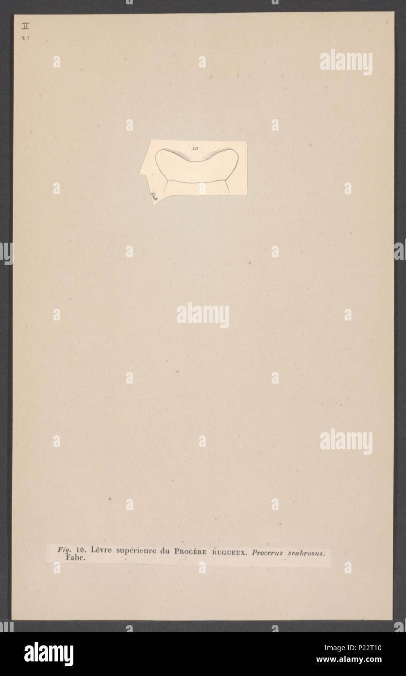 Procerus hi-res stock photography and images - Alamy