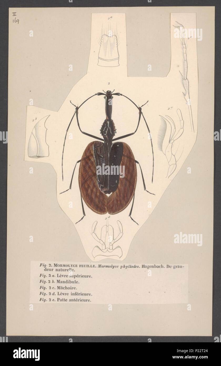 Mormolyce hi-res stock photography and images - Alamy