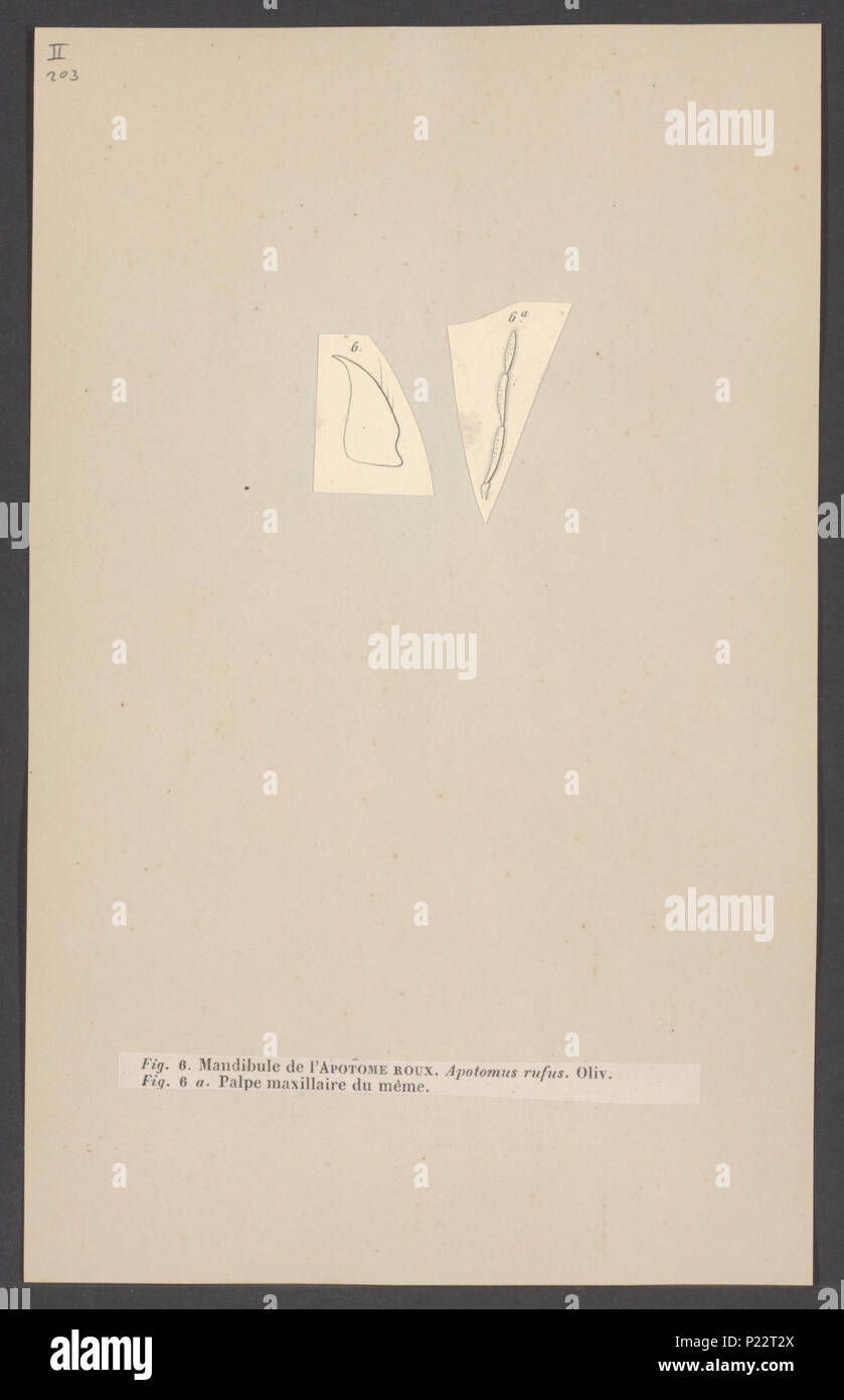 Apotomus hi-res stock photography and images - Alamy