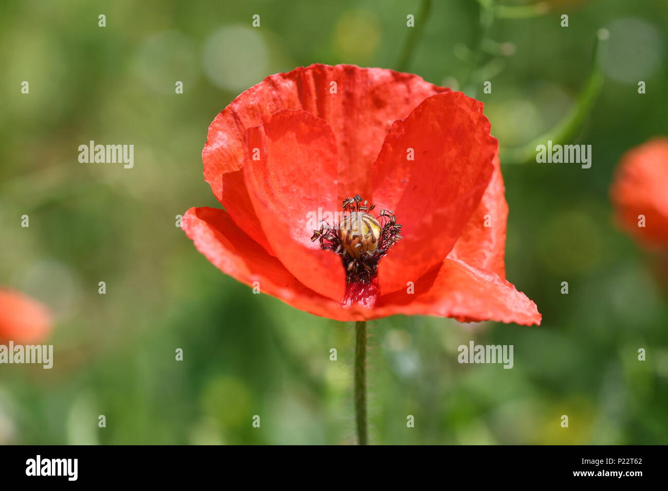 Solo poppy for remembering the war hi-res stock photography and images ...