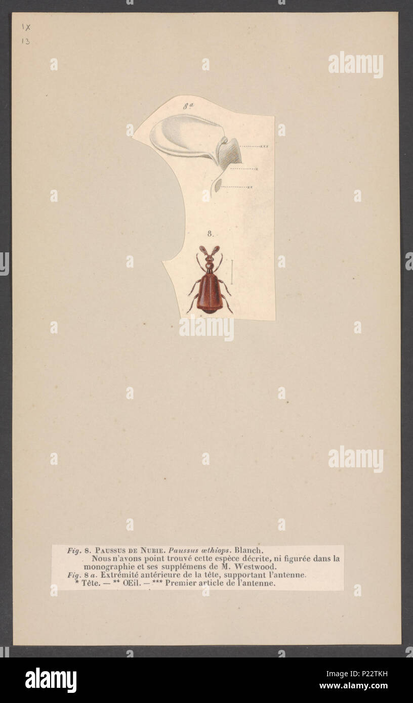 Paussus beetle hi-res stock photography and images - Alamy