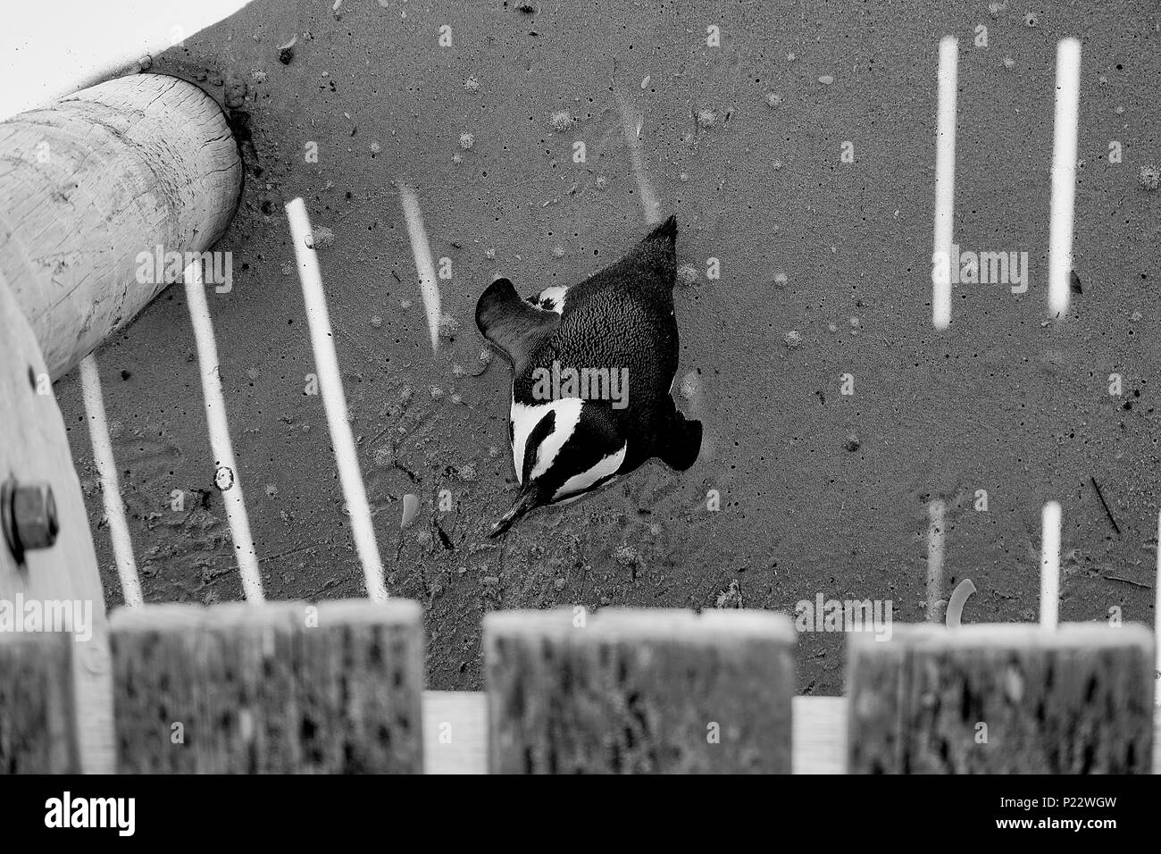 Cape town bird Black and White Stock Photos & Images - Alamy