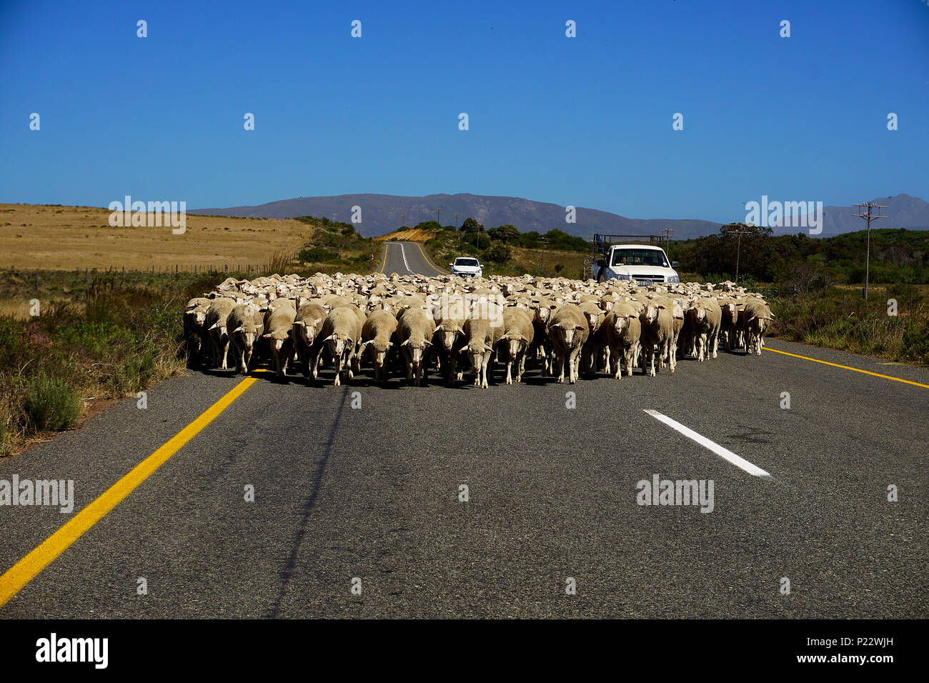 Sheep farming in south africa hi-res stock photography and images - Alamy