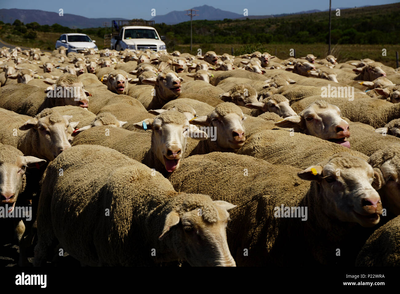 Sheep on a road in south africa near cape town Stock Photo - Alamy