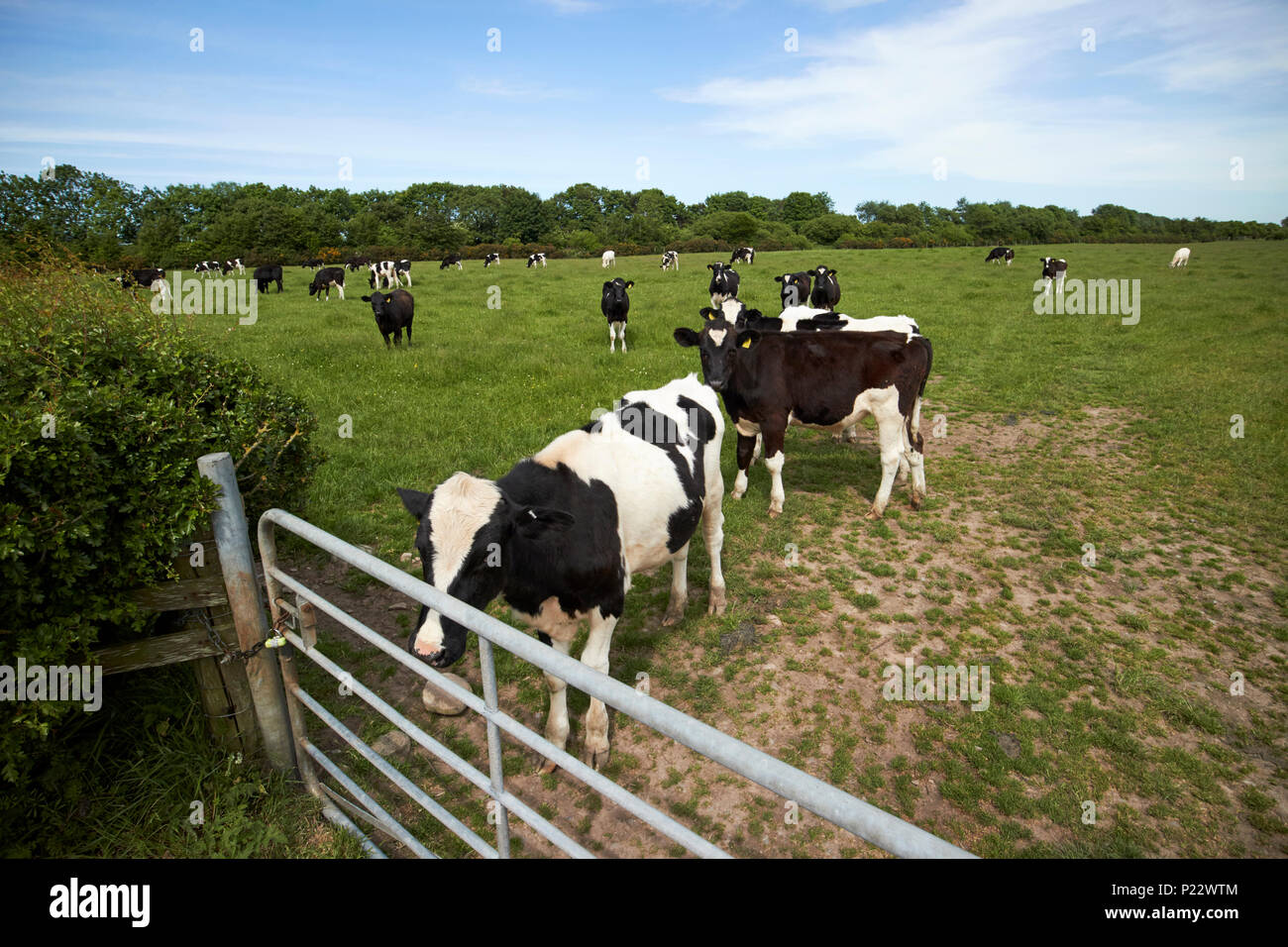 Friesian dairy cattle hi-res stock photography and images - Alamy