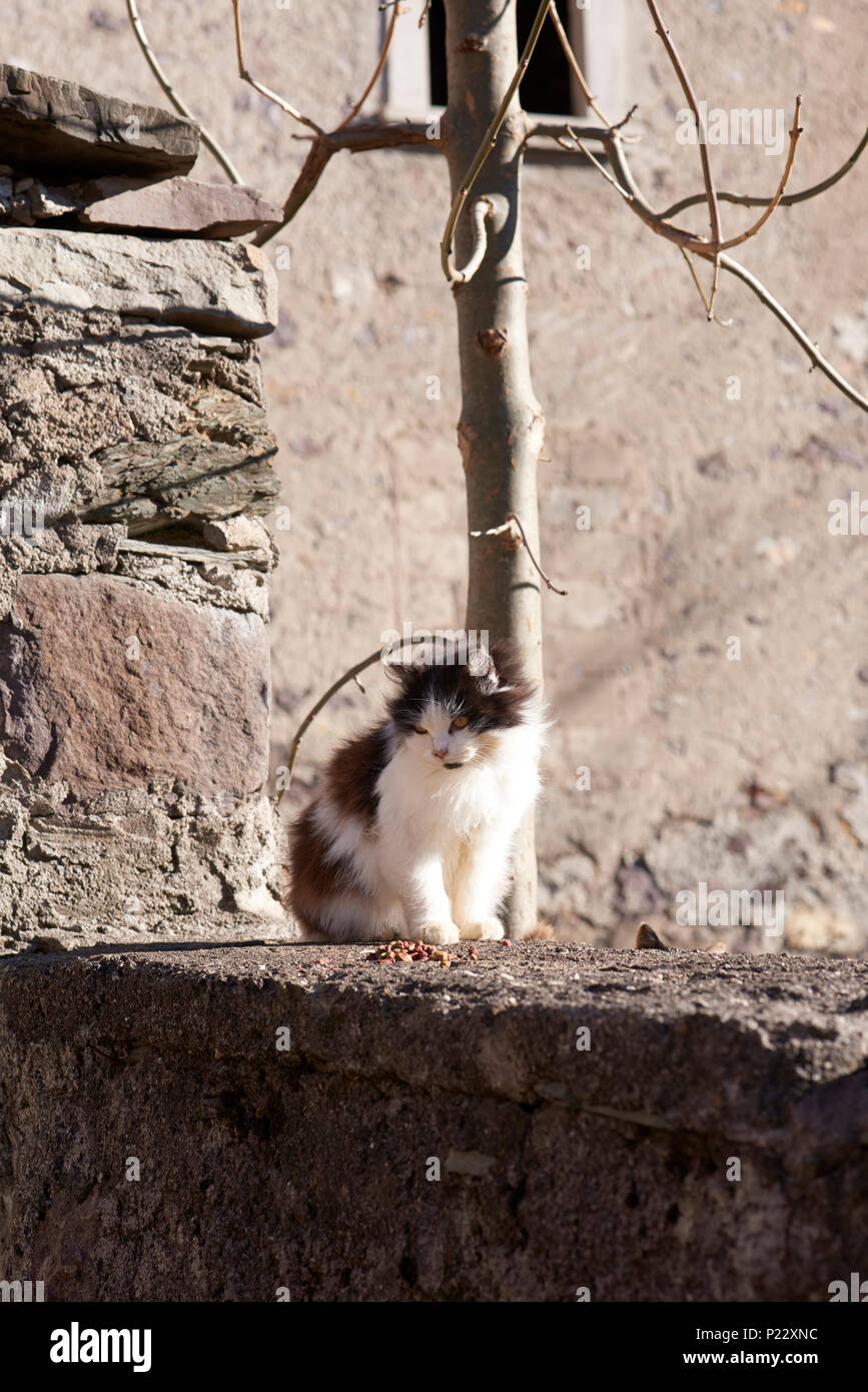 a kitten on a wall Stock Photo - Alamy