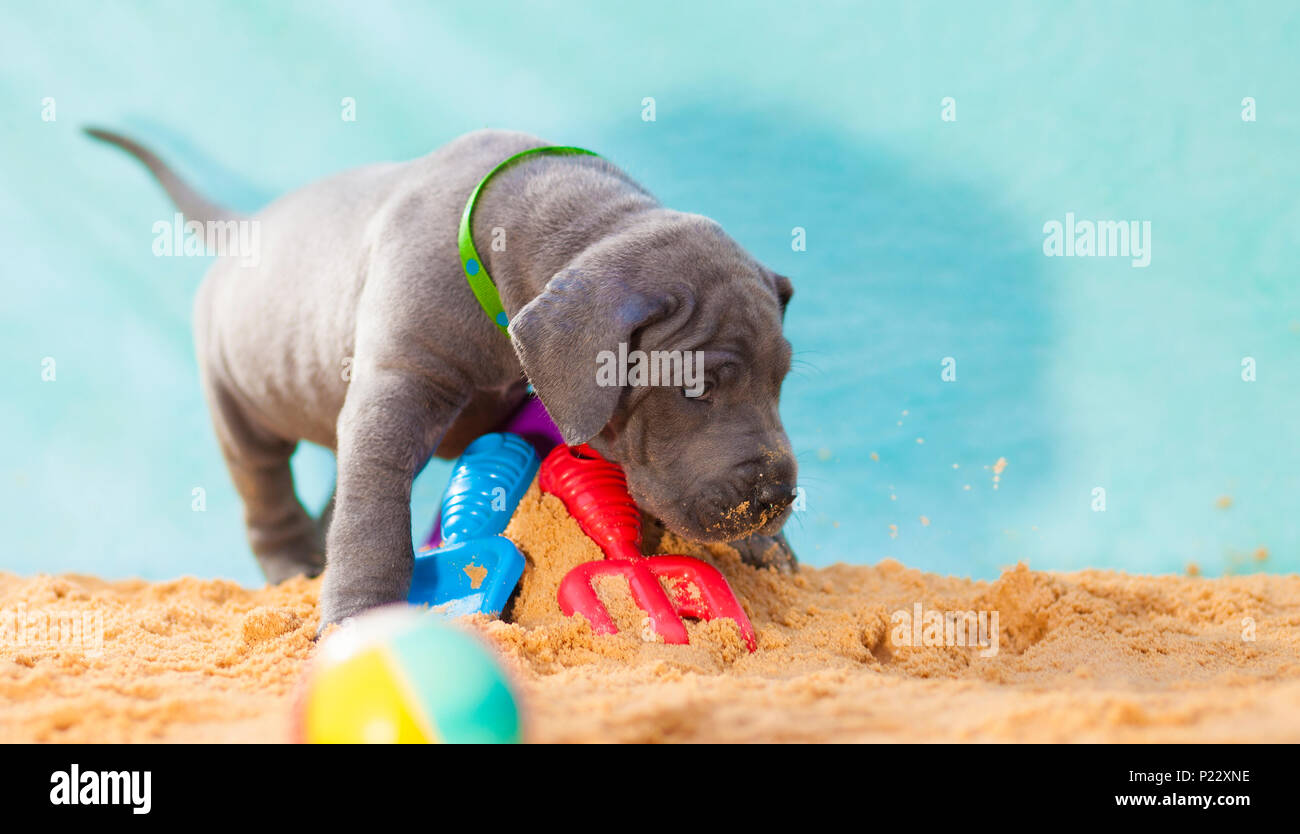 Sand flying after being kicked by a Great Dane purebred puppy Stock ...