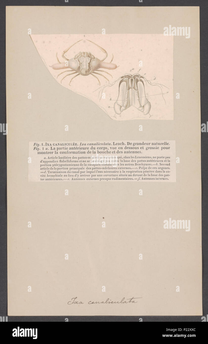 Ixa canaliculata hi-res stock photography and images - Alamy