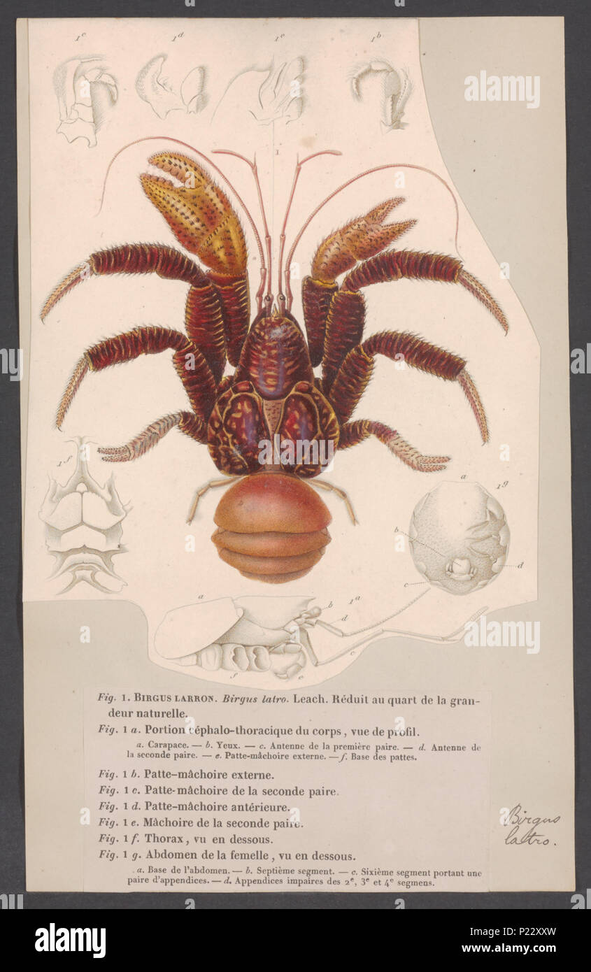 Birgus hi-res stock photography and images - Alamy