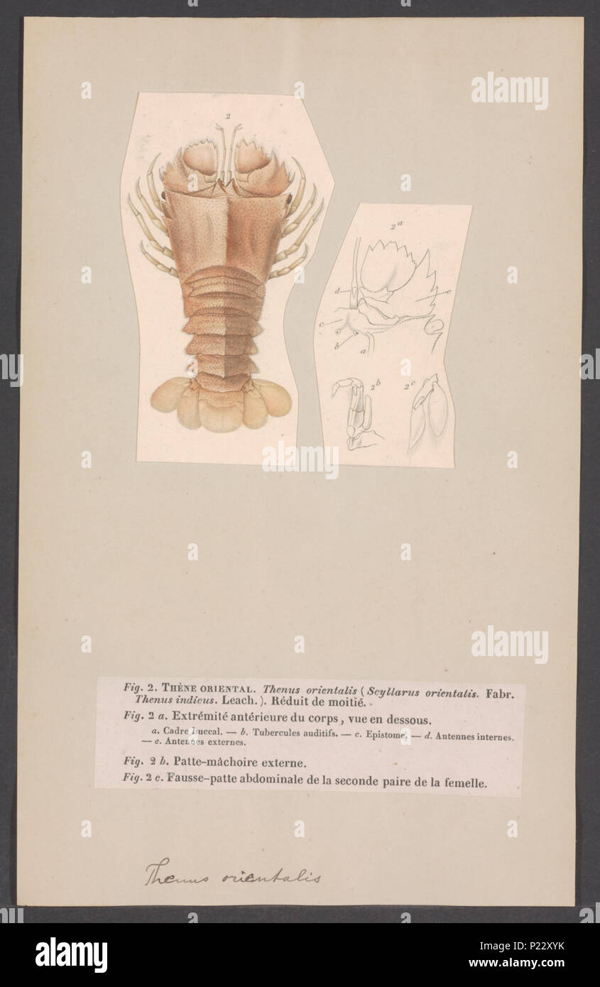 Thenus hi-res stock photography and images - Alamy