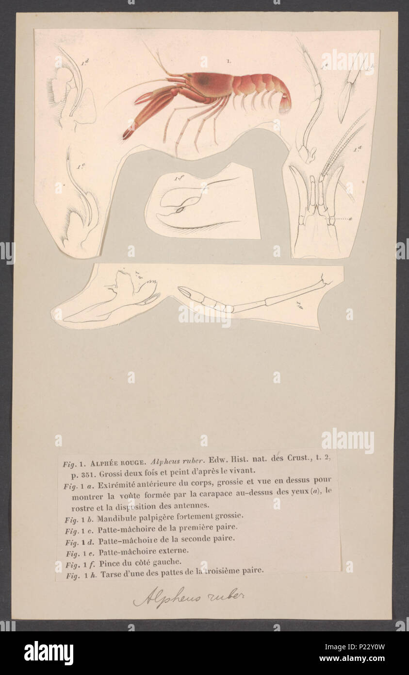 Alpheus ruber hi-res stock photography and images - Alamy