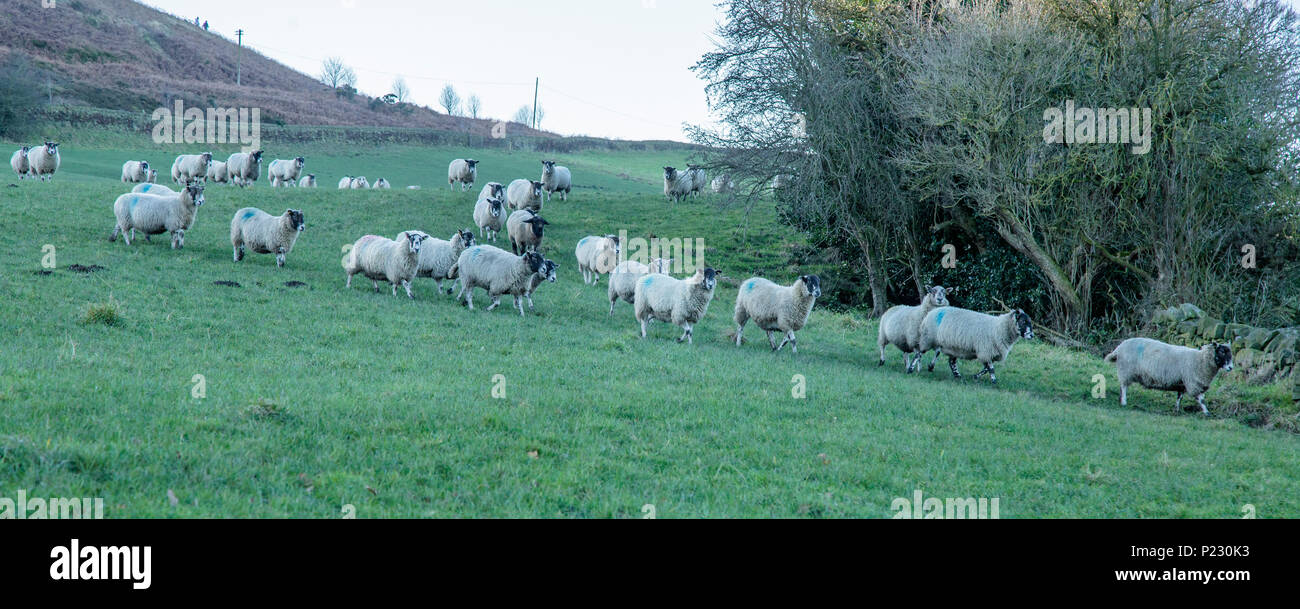 Sheep dye hi-res stock photography and images - Alamy