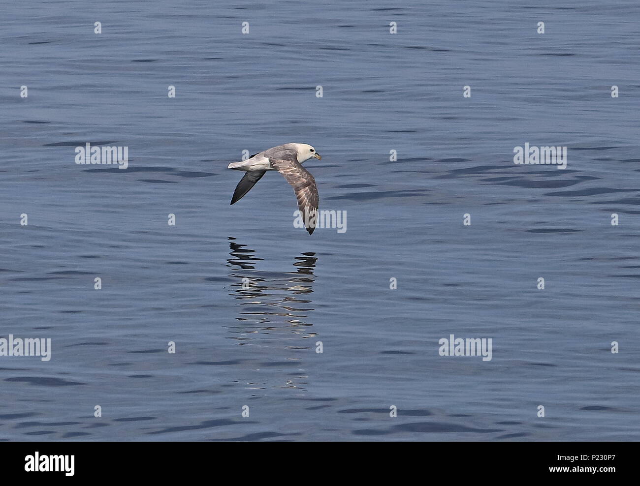 English channel ocean animals hi-res stock photography and images - Alamy