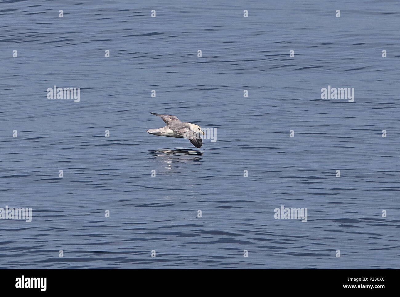 English channel ocean animals hi-res stock photography and images - Alamy