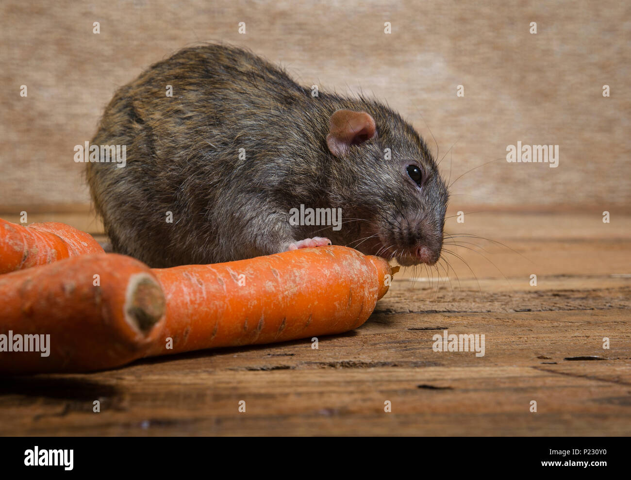 Carrot pest hi-res stock photography and images - Alamy