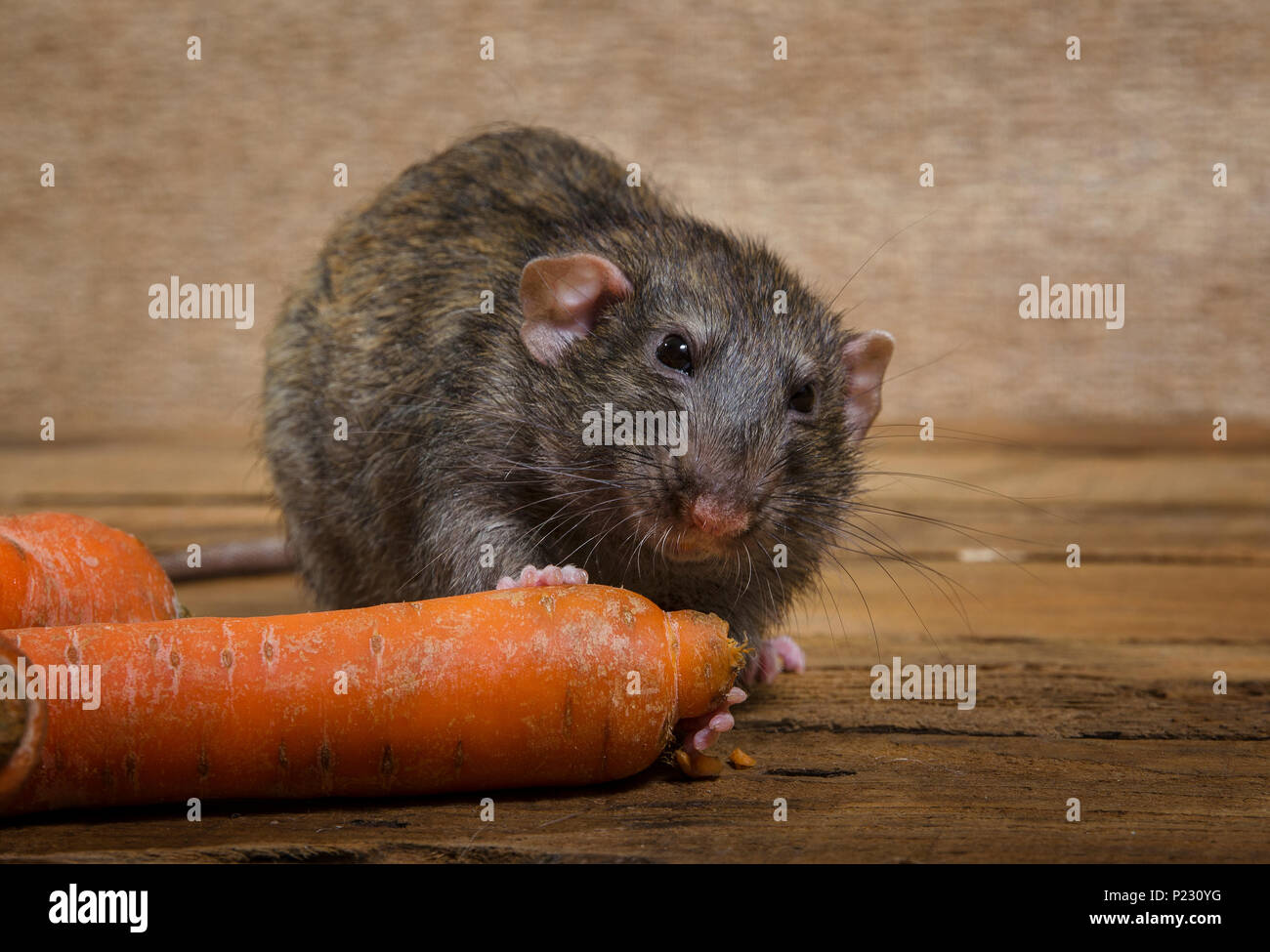 Carrot pest hi-res stock photography and images - Alamy