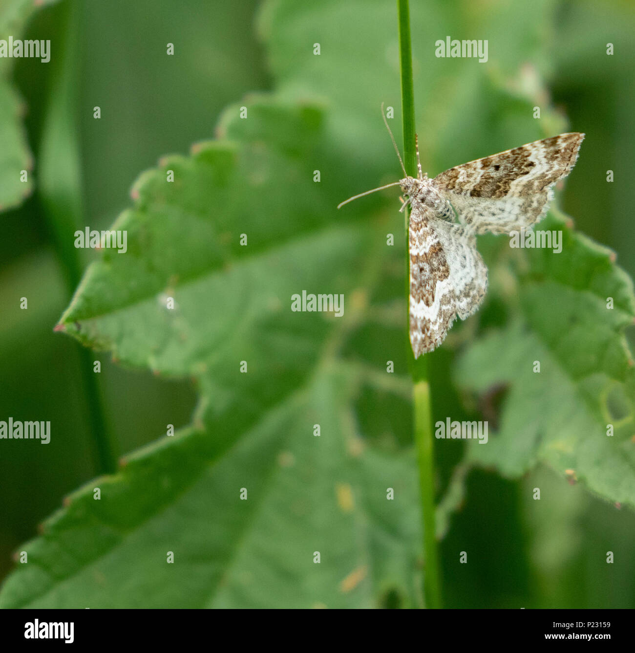 Carpet moth hi-res stock photography and images - Alamy
