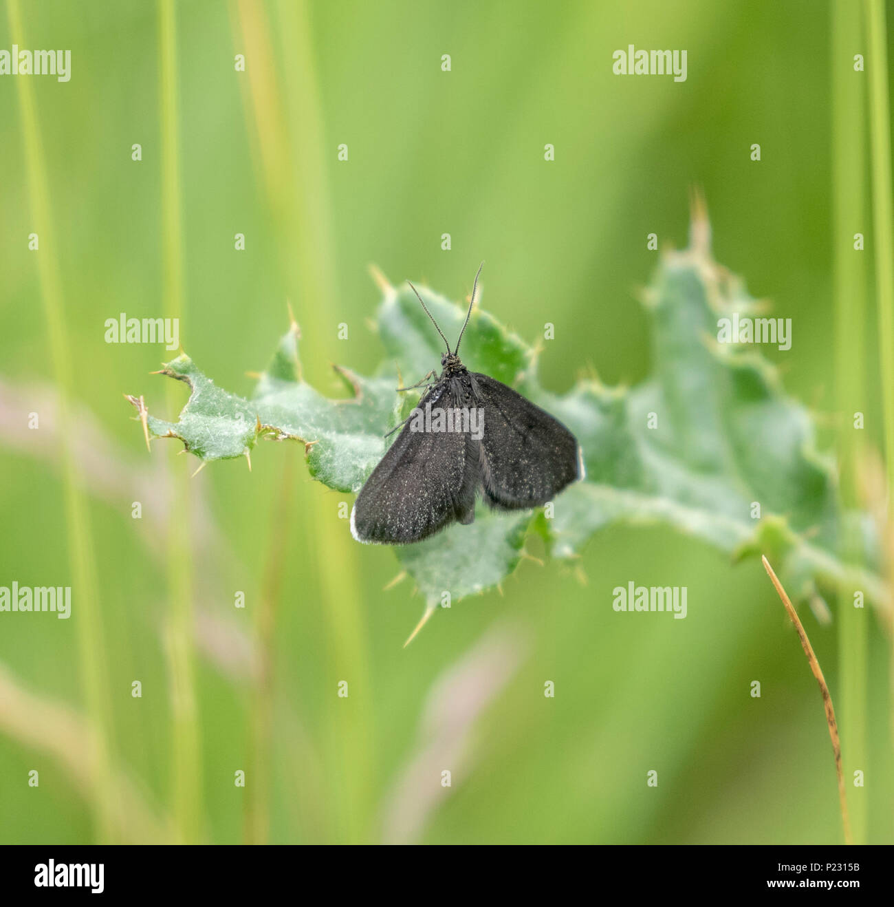Black Moth Wings Amata, Moth