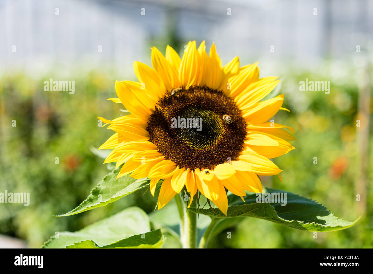 sunflower with bee with blue sky background close up view Stock Photo ...
